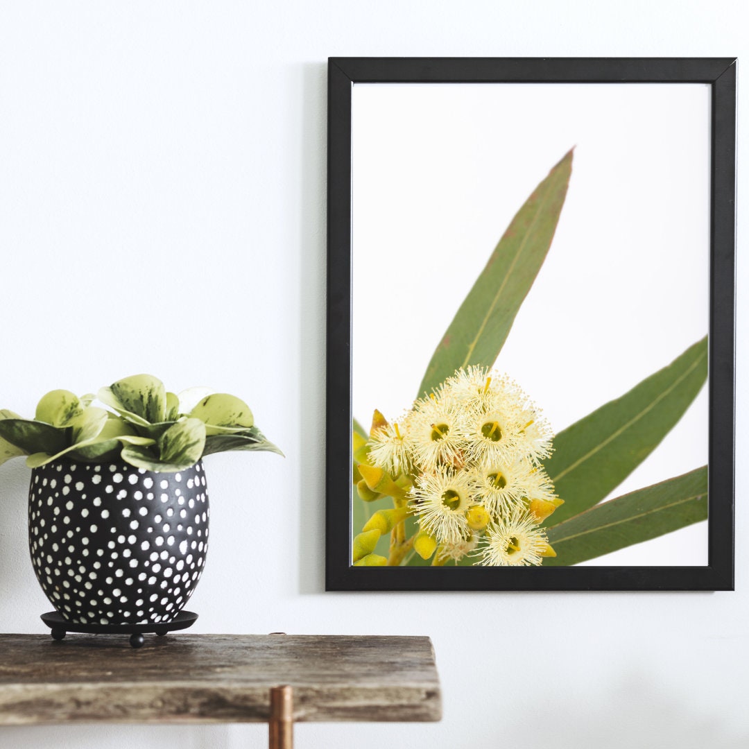 Gum Blossom Print, Botanical Print, Native Australian Flowers ...