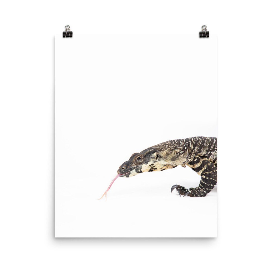 Kids Lizard Print, Reptile, Kids Room Decor, Printed & Shipped Animal ...