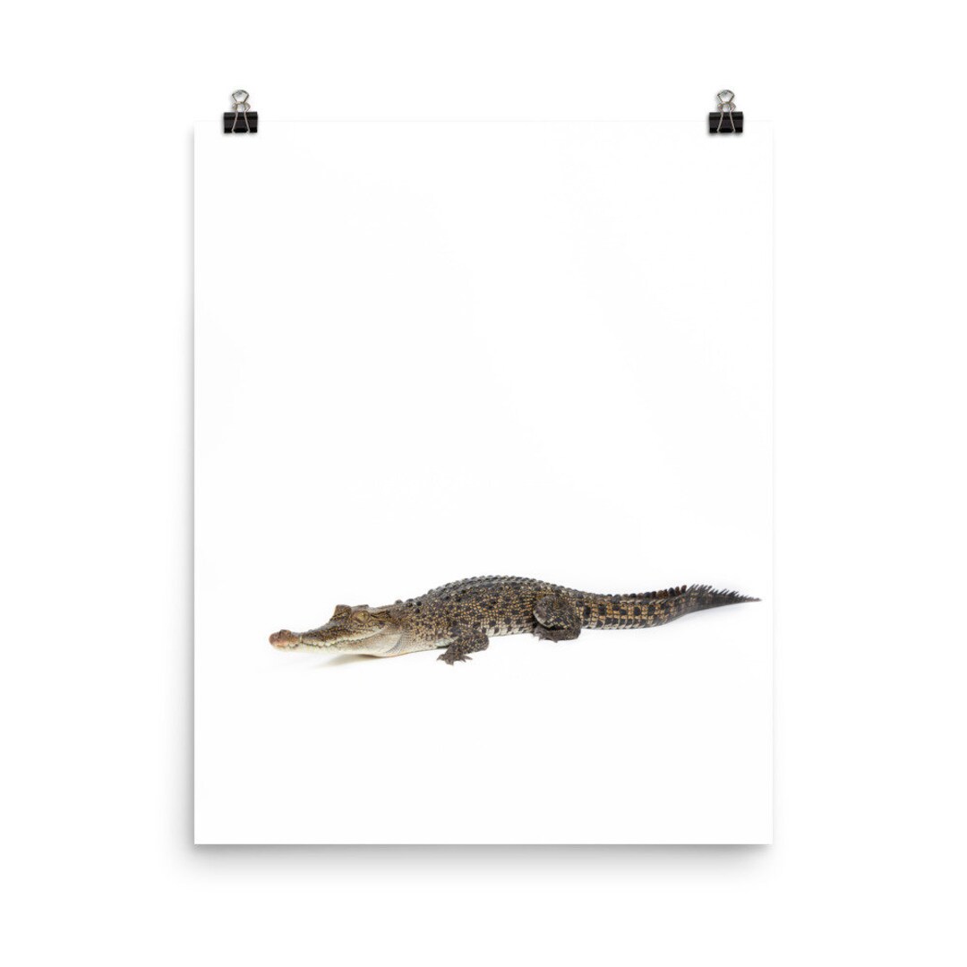 Crocodile Print, Kids Wall Art, Reptile, Printed & Shipped, Kids Room ...