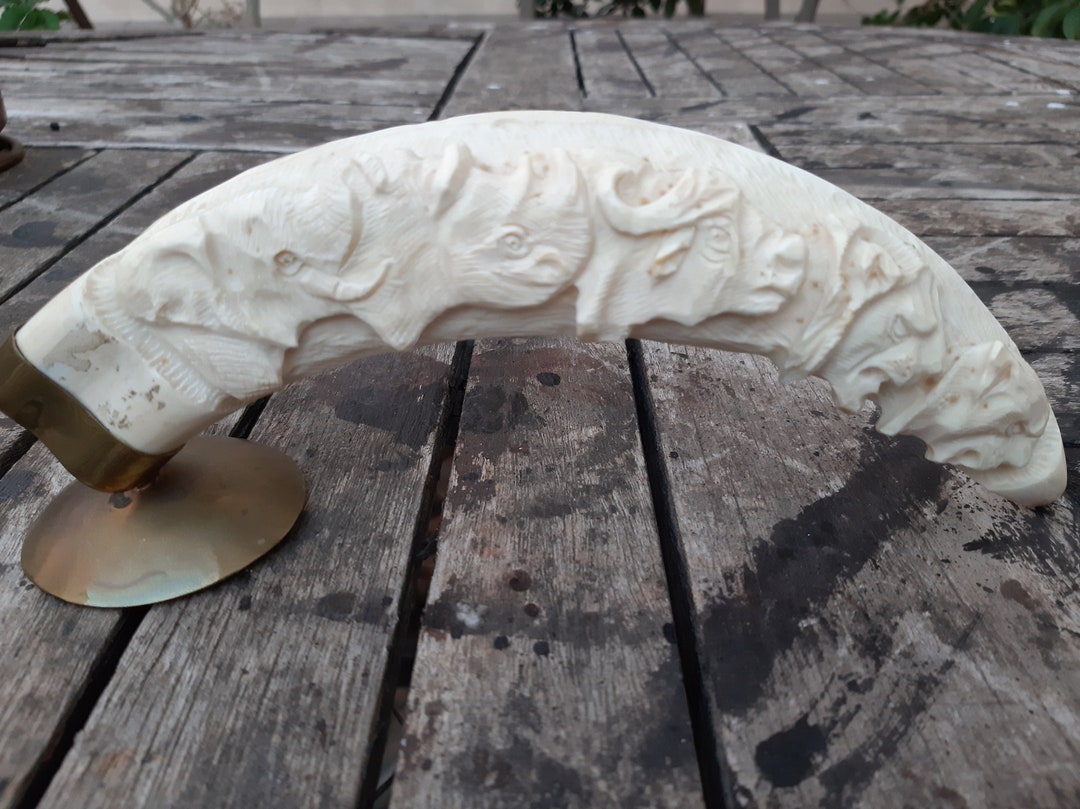 211g Decorative Carved Boar Tooth - Etsy