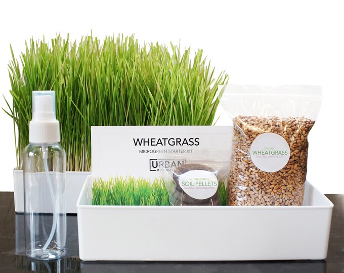 Wheatgrass Growing Kit, Organic Superfood, Grow 4 Portions, Wheatgrass ...