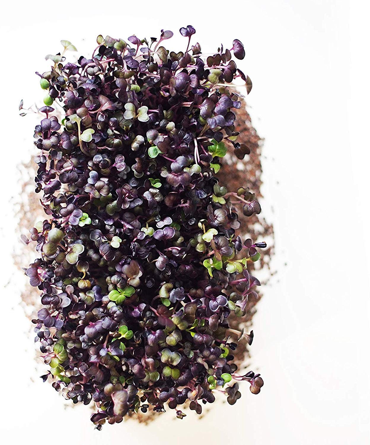 Ruby Red Radish Microgreens Kit Microgreen Grow Kit Indoor | Etsy