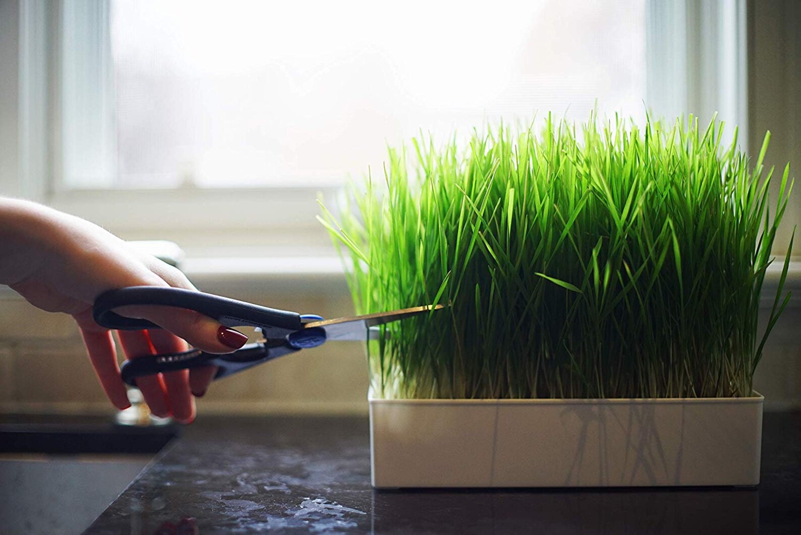 Wheatgrass Growing Kit Organic Superfood Grow 4 Portions - Etsy
