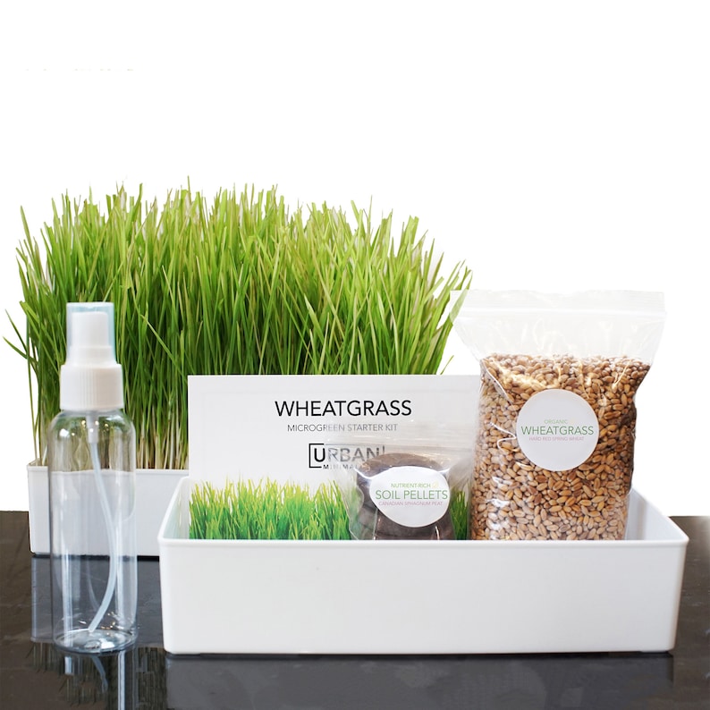 Wheatgrass Growing Kit Organic Superfood Grow 4 Portions | Etsy