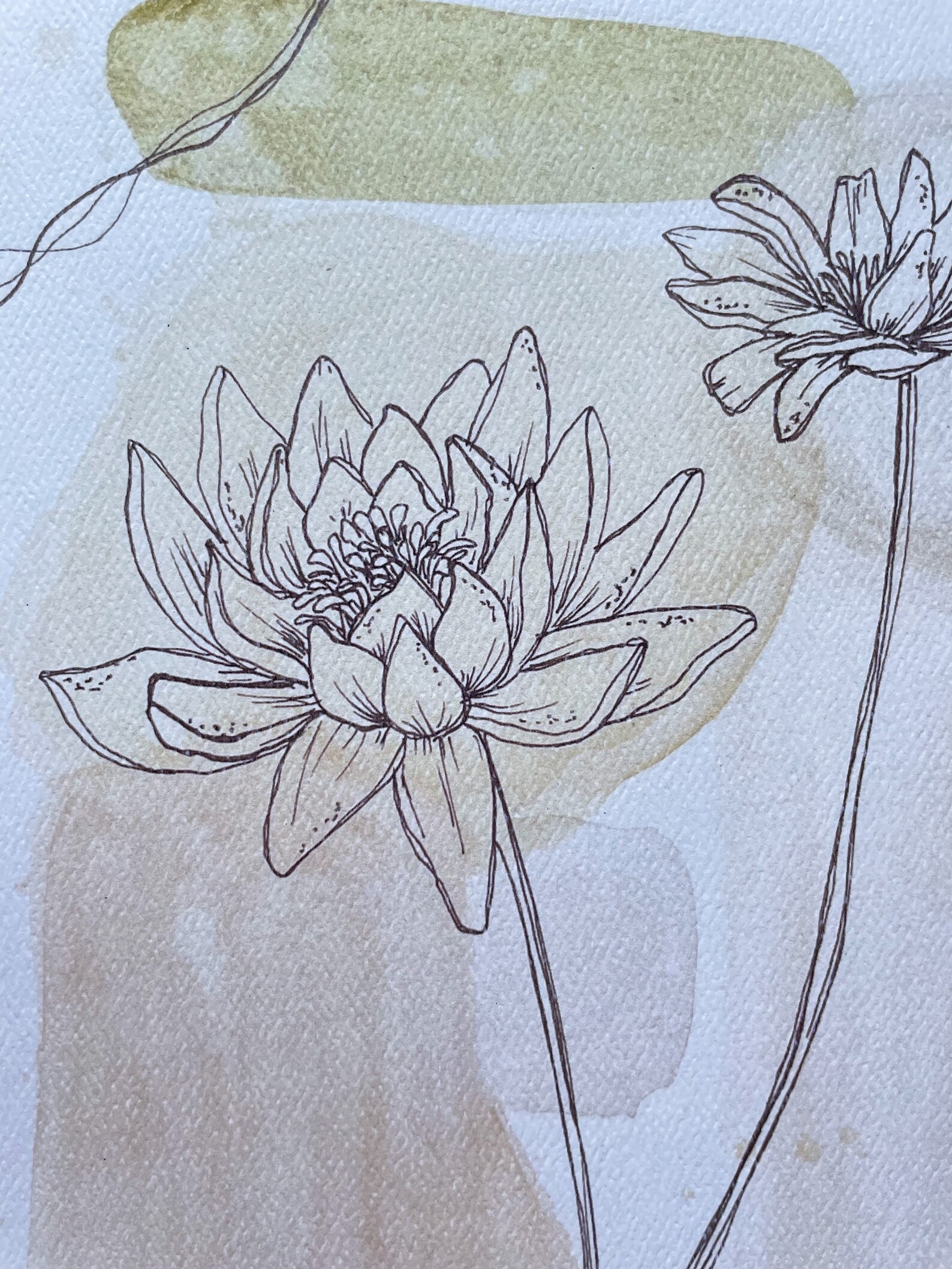 July Birth Month Flower Watercolor Print-water Lily 5x7 - Etsy