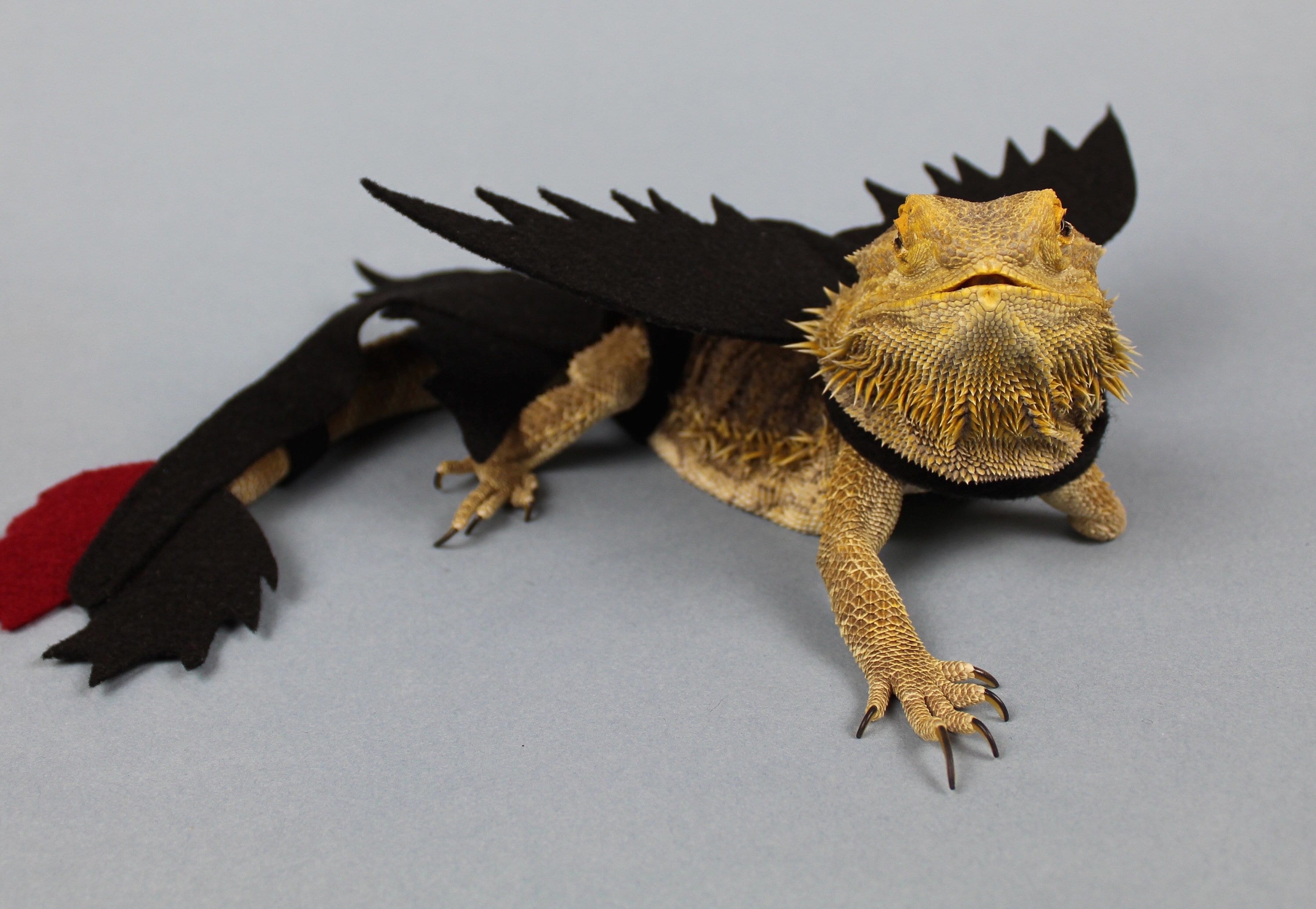 Bearded Dragon Costumes
