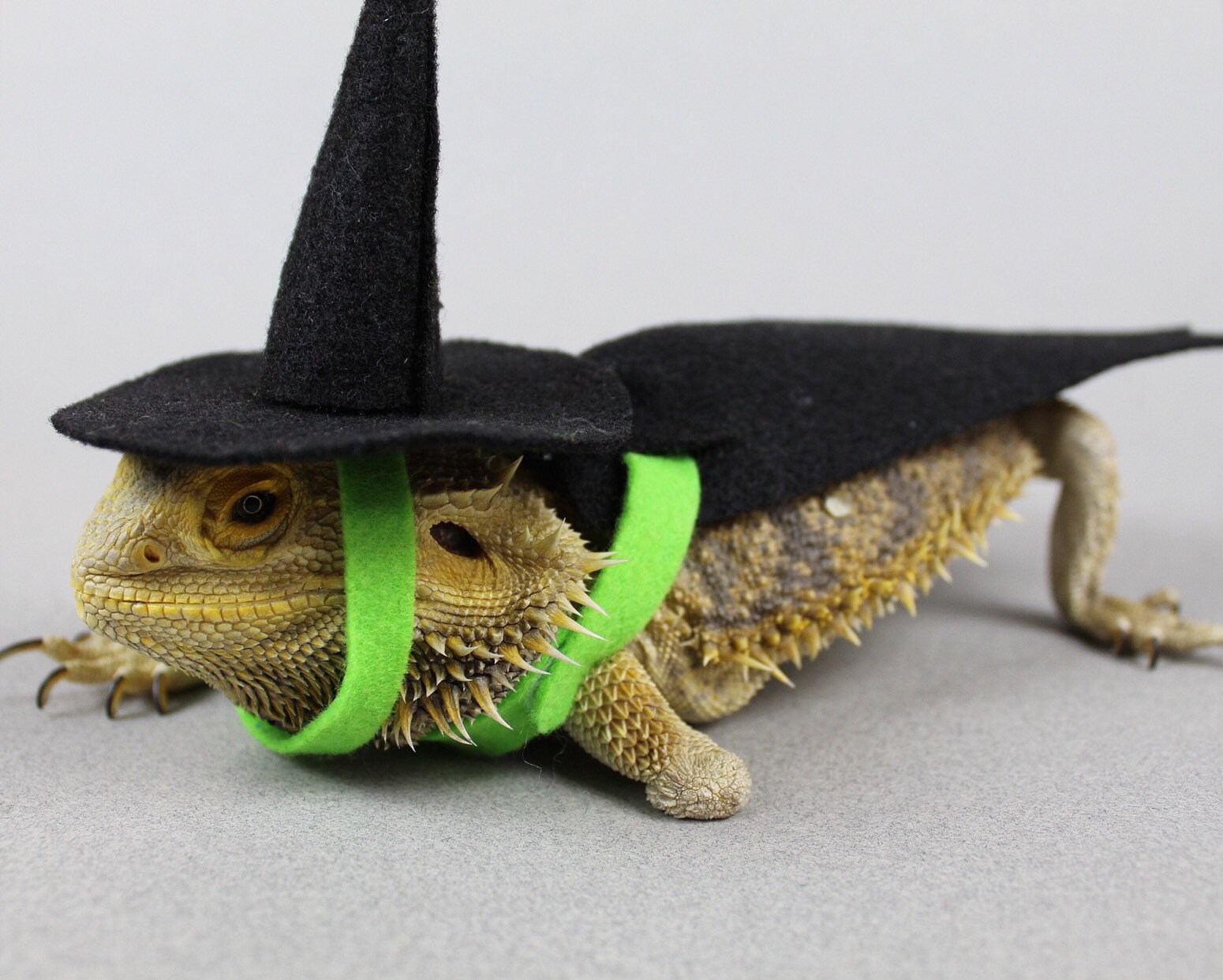 Witch Bearded Dragon/Lizard Costume | Etsy