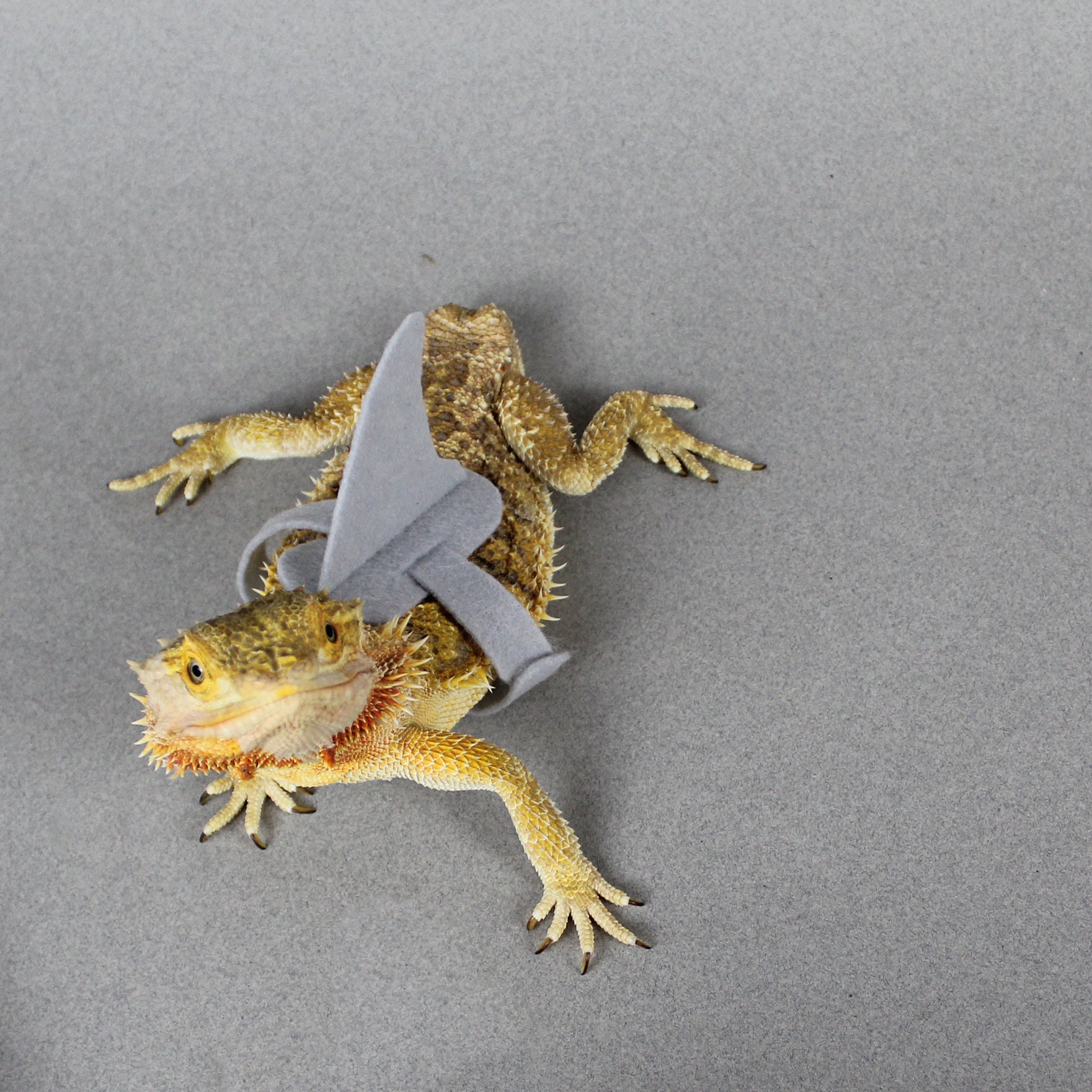 Shark Bearded Dragon/lizard Costume | Etsy