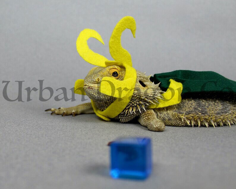 Loki Bearded Dragon/lizard Costume - Etsy
