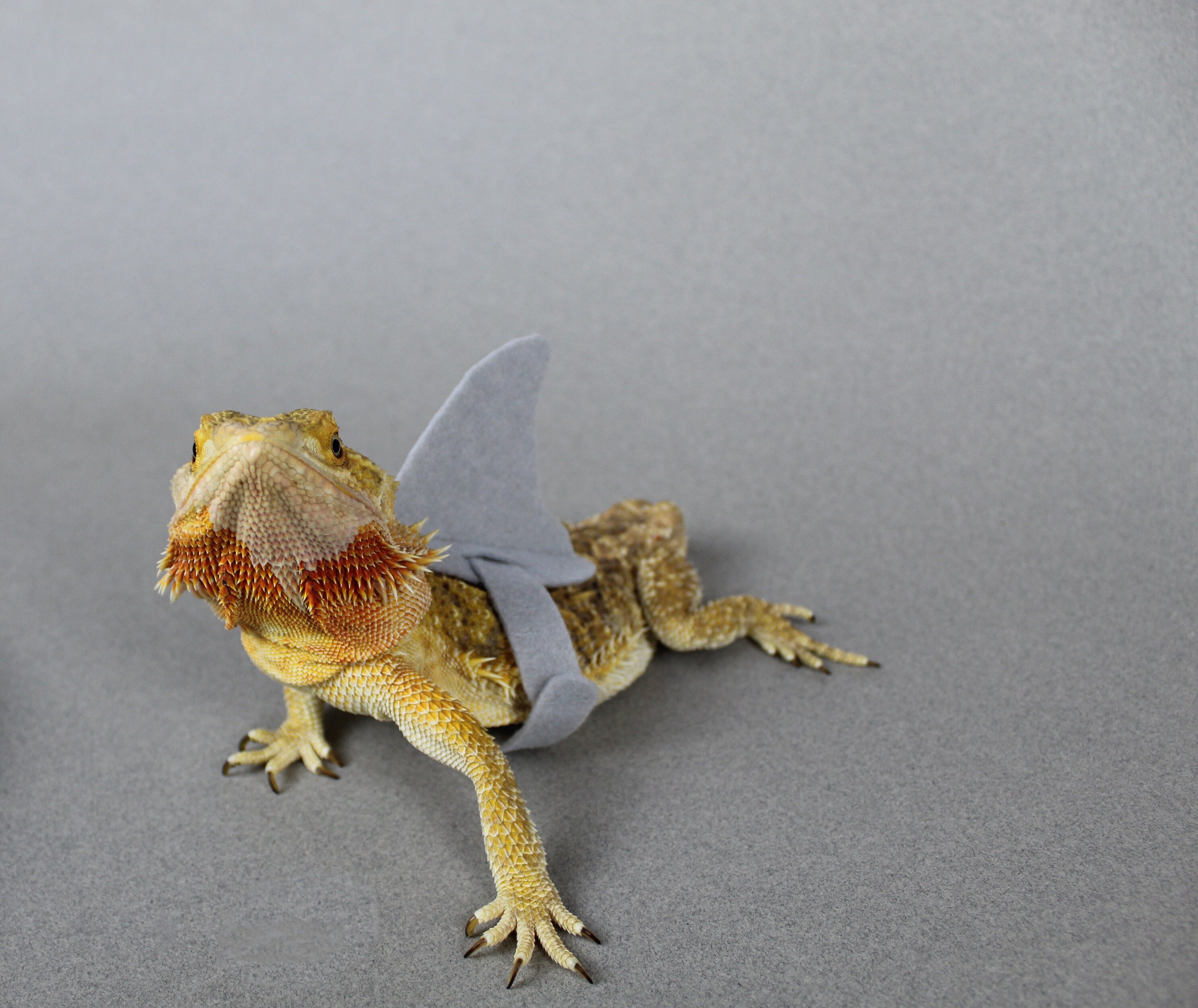 Shark Bearded Dragon/lizard Costume - Etsy