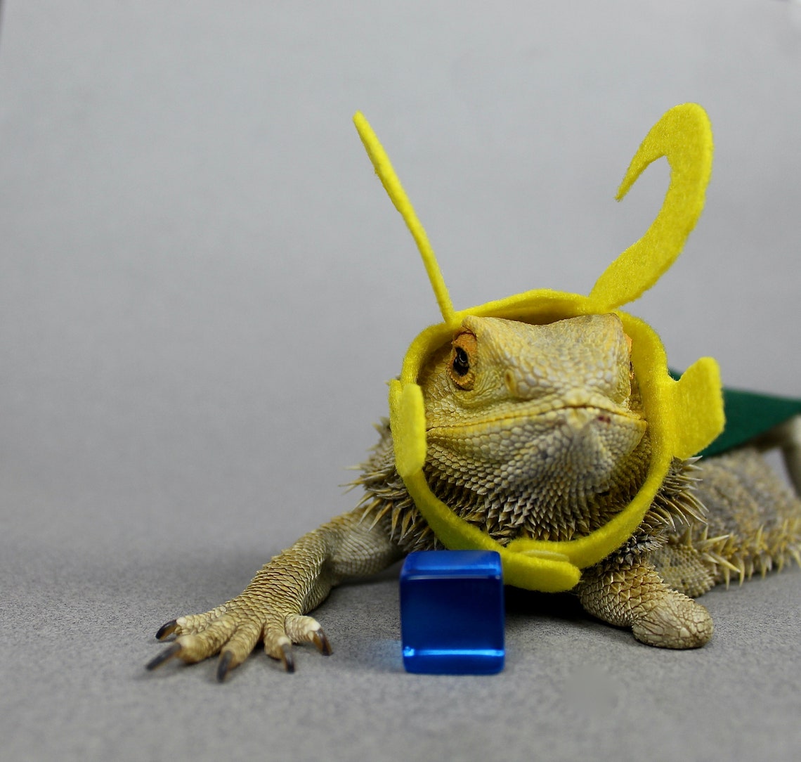 Loki Bearded Dragon/lizard Costume - Etsy