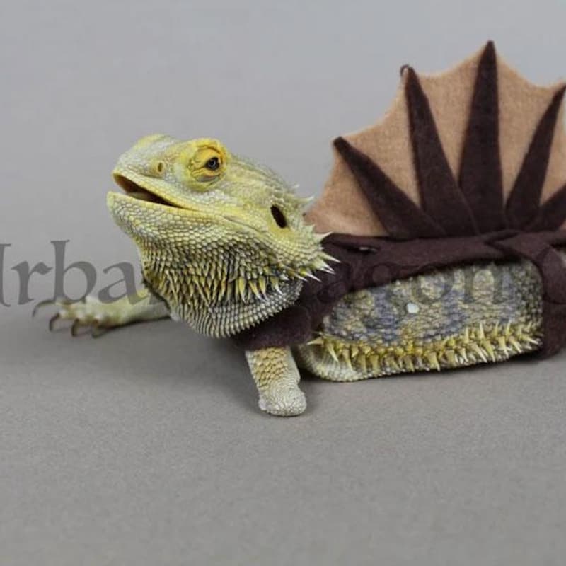 Bearded Dragon Costume - Etsy