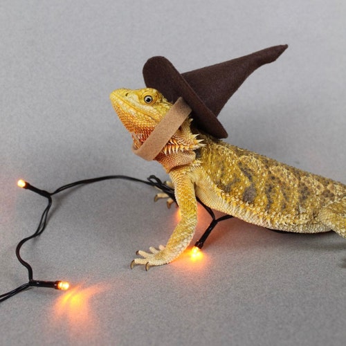 Shark Bearded Dragon/lizard Costume - Etsy