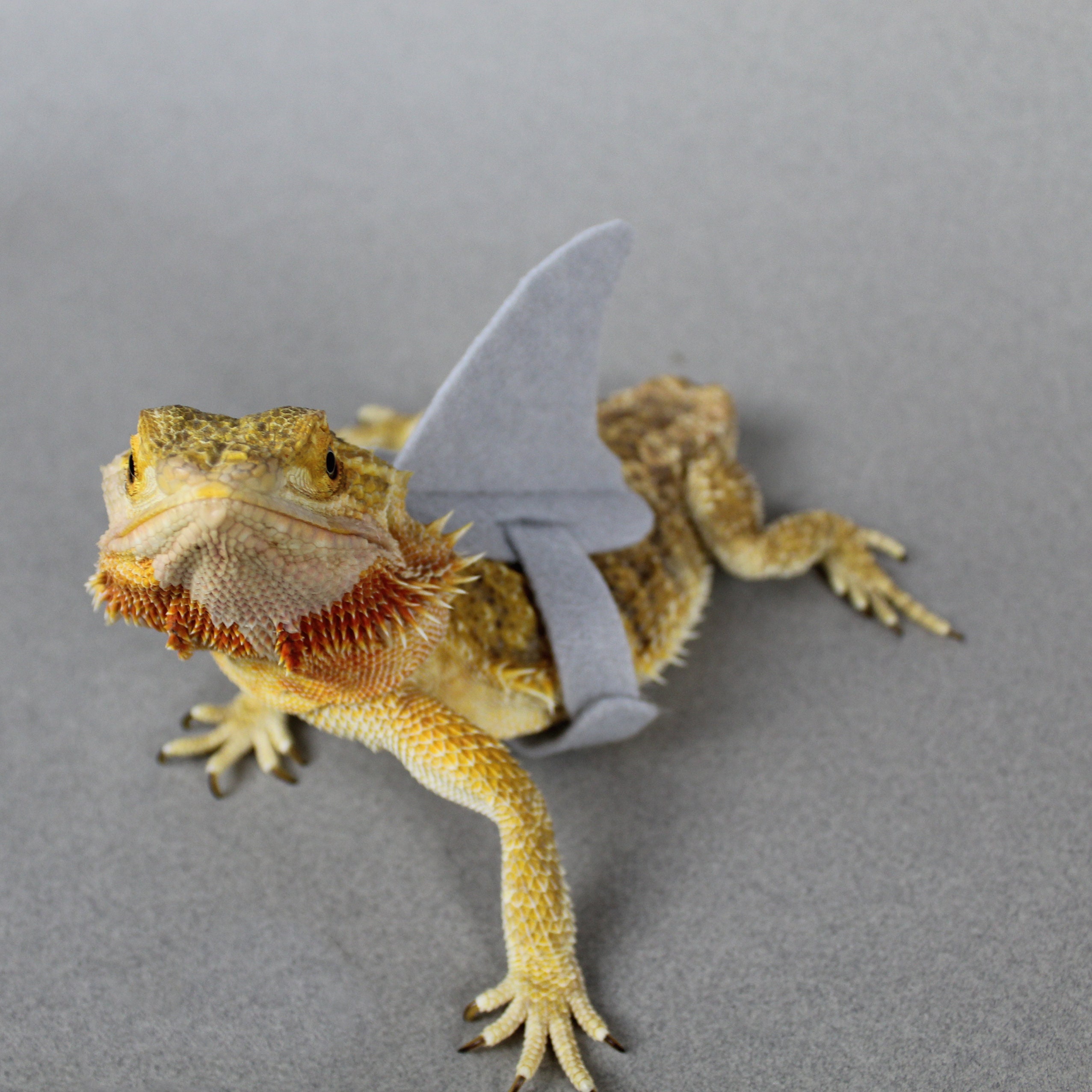 Shark Bearded Dragon/lizard Costume | Etsy