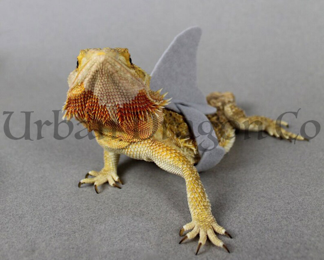 Shark Bearded Dragon/lizard Costume - Etsy