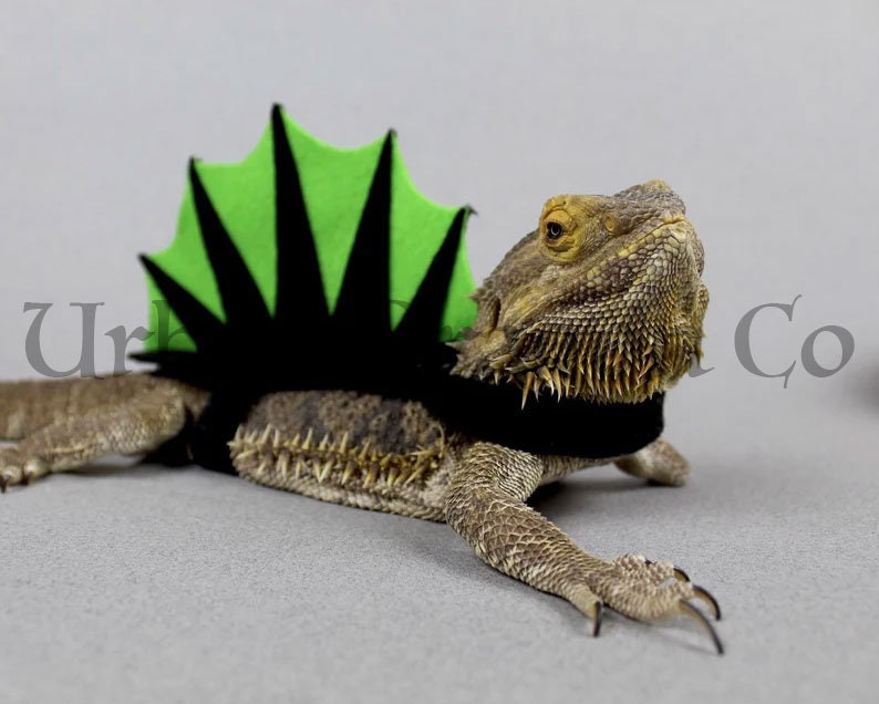 Spooky-saurus Bearded Dragon/lizard Costume - Etsy