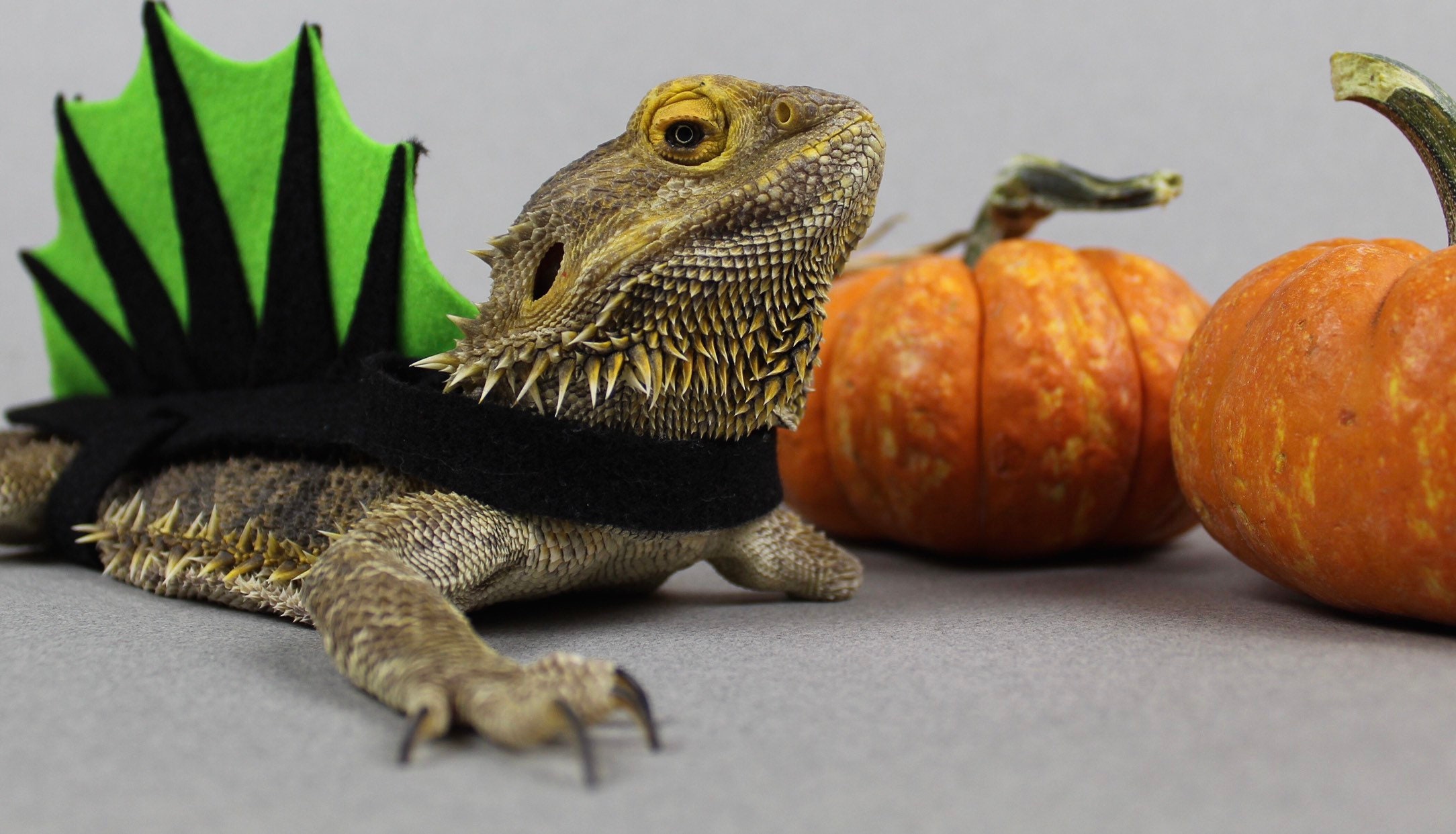Spooky-saurus Bearded Dragon/lizard Costume | Etsy