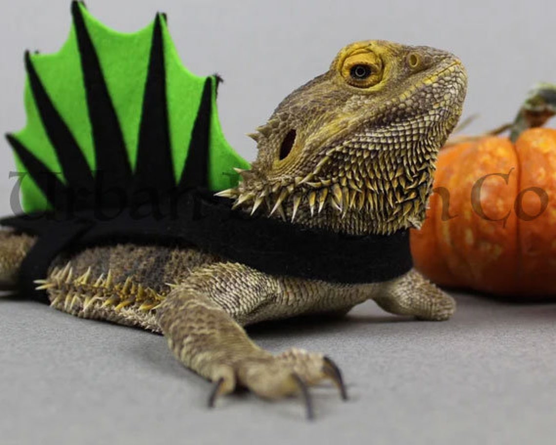 Spooky-saurus Bearded Dragon/lizard Costume - Etsy