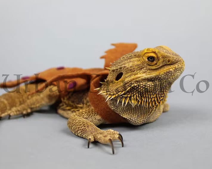 Bearded Dragon Costumes