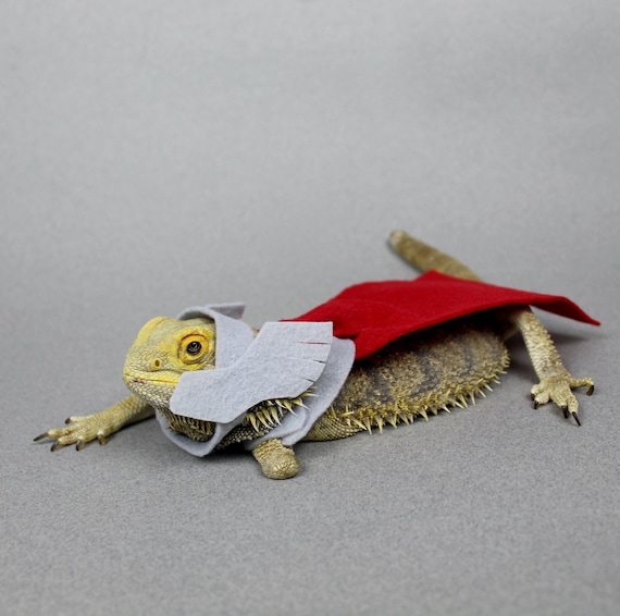 Thor Bearded Dragon/lizard Costume - Etsy