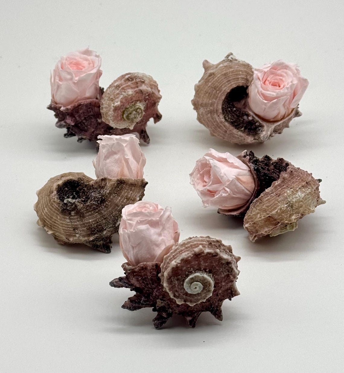 Mini Seashell Decor Set With Preserved Roses | Coastal Accent (2) - Etsy