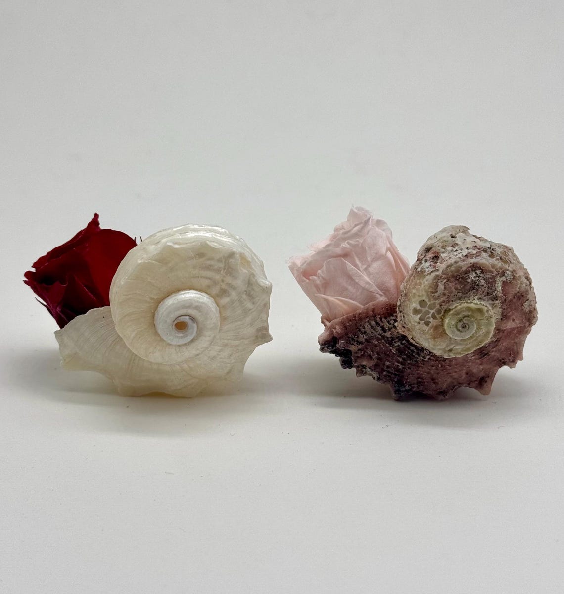 Mini Seashell Decor Set With Preserved Roses | Coastal Accent (2) - Etsy