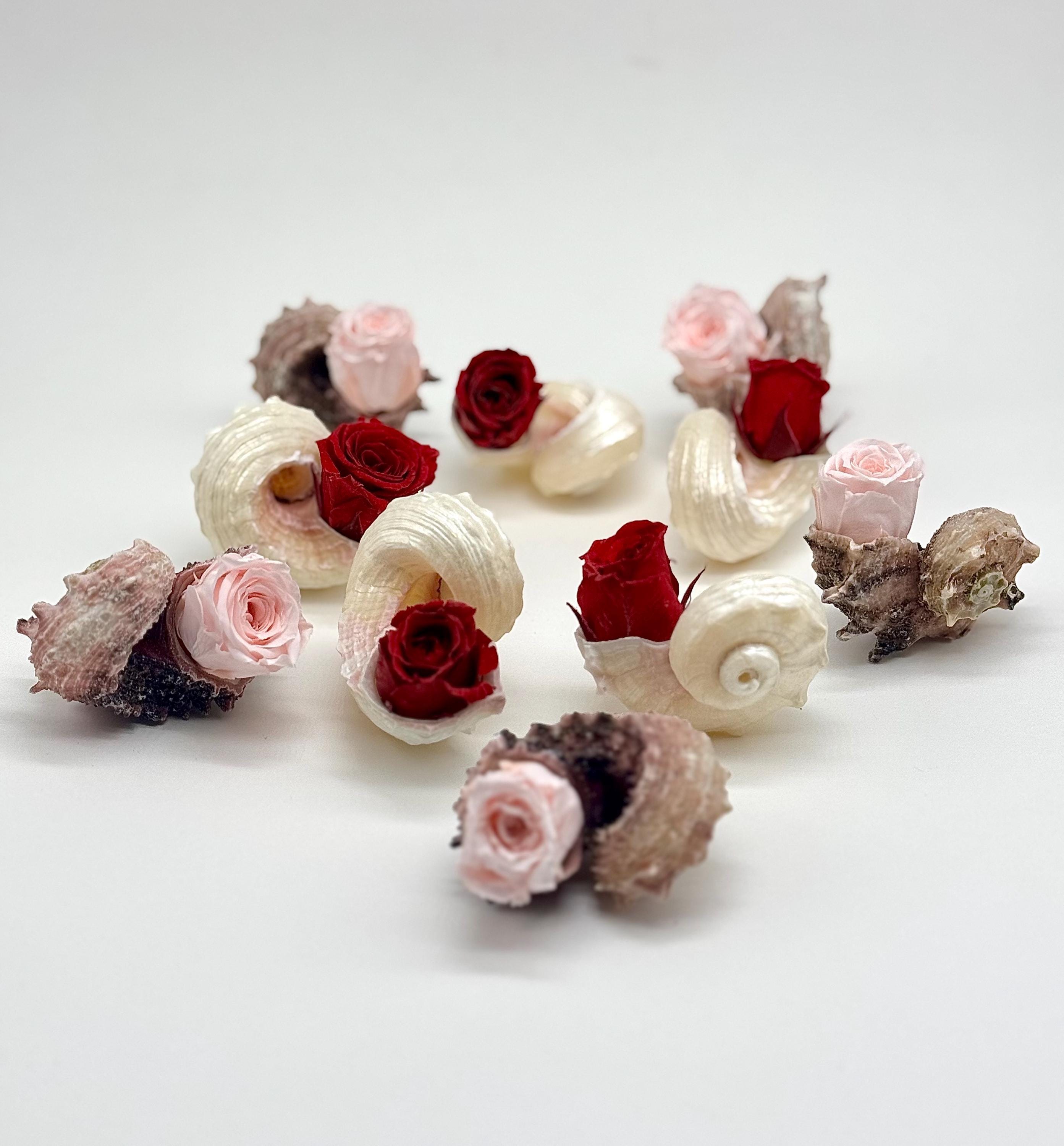 Mini Seashell Decor Set With Preserved Roses | Coastal Accent (2) - Etsy