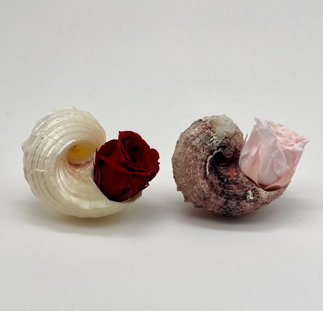 Set of 2 Coastal Shell Arrangements With Dried Roses Nautical Home ...