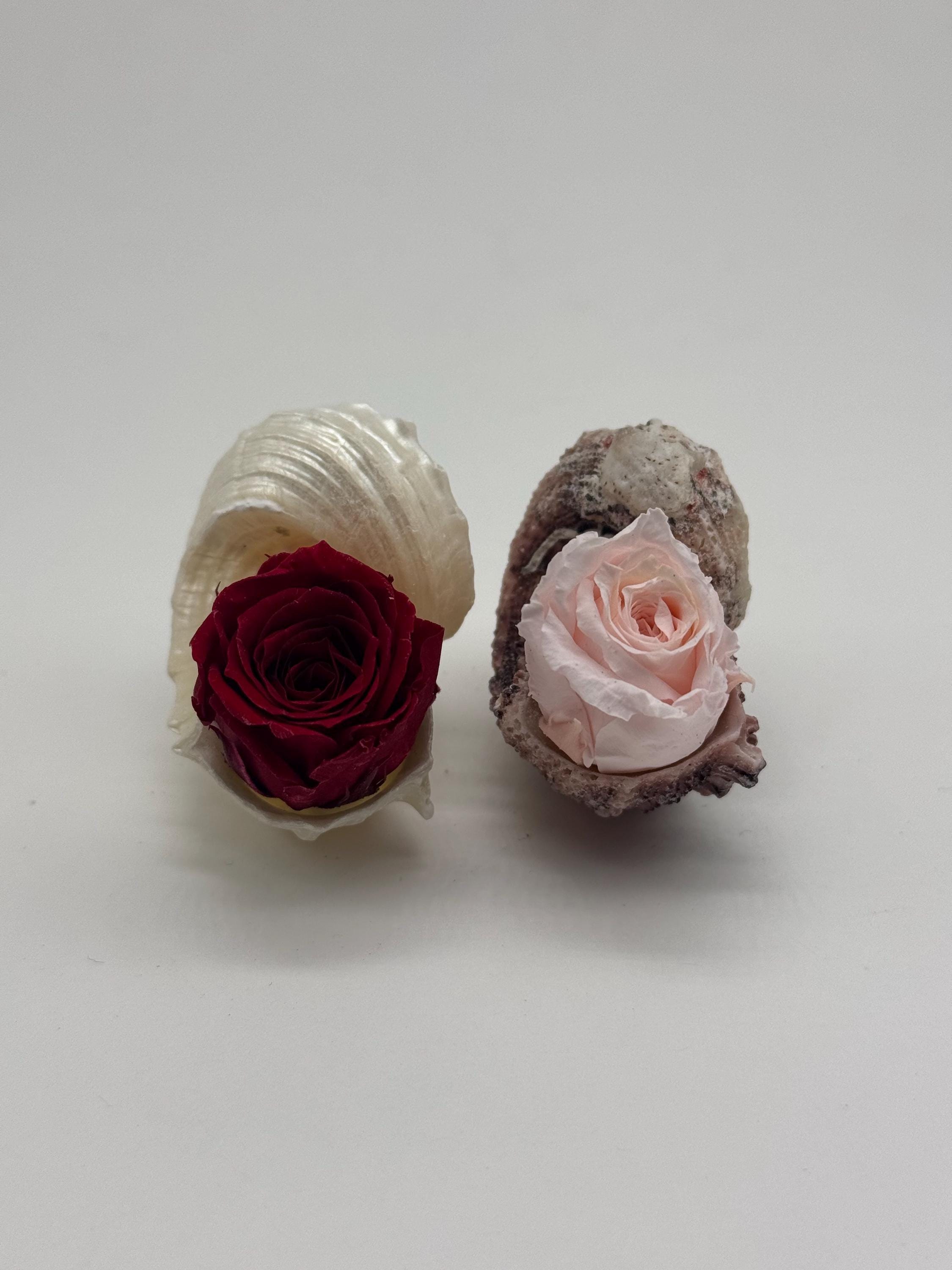 Mini Seashell Decor Set With Preserved Roses | Coastal Accent (2) - Etsy