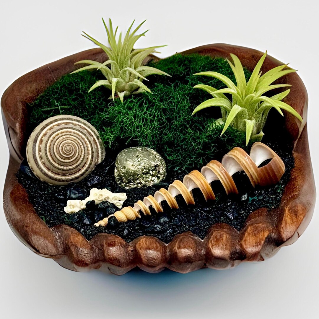 DIY Modern Air Plant Terrarium Kit With Crystal and Shell Accents - Etsy