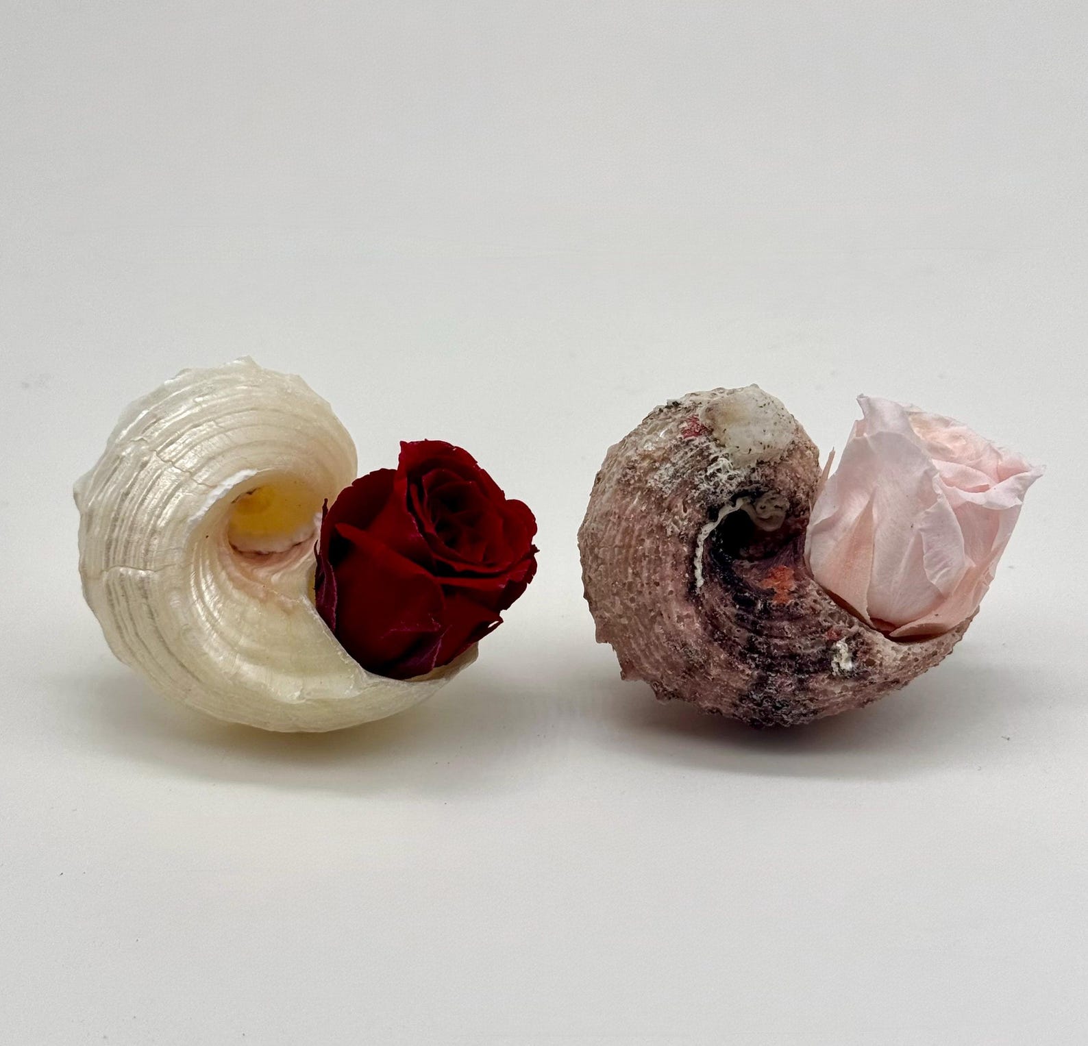 Mini Seashell Decor Set With Preserved Roses | Coastal Accent (2) - Etsy