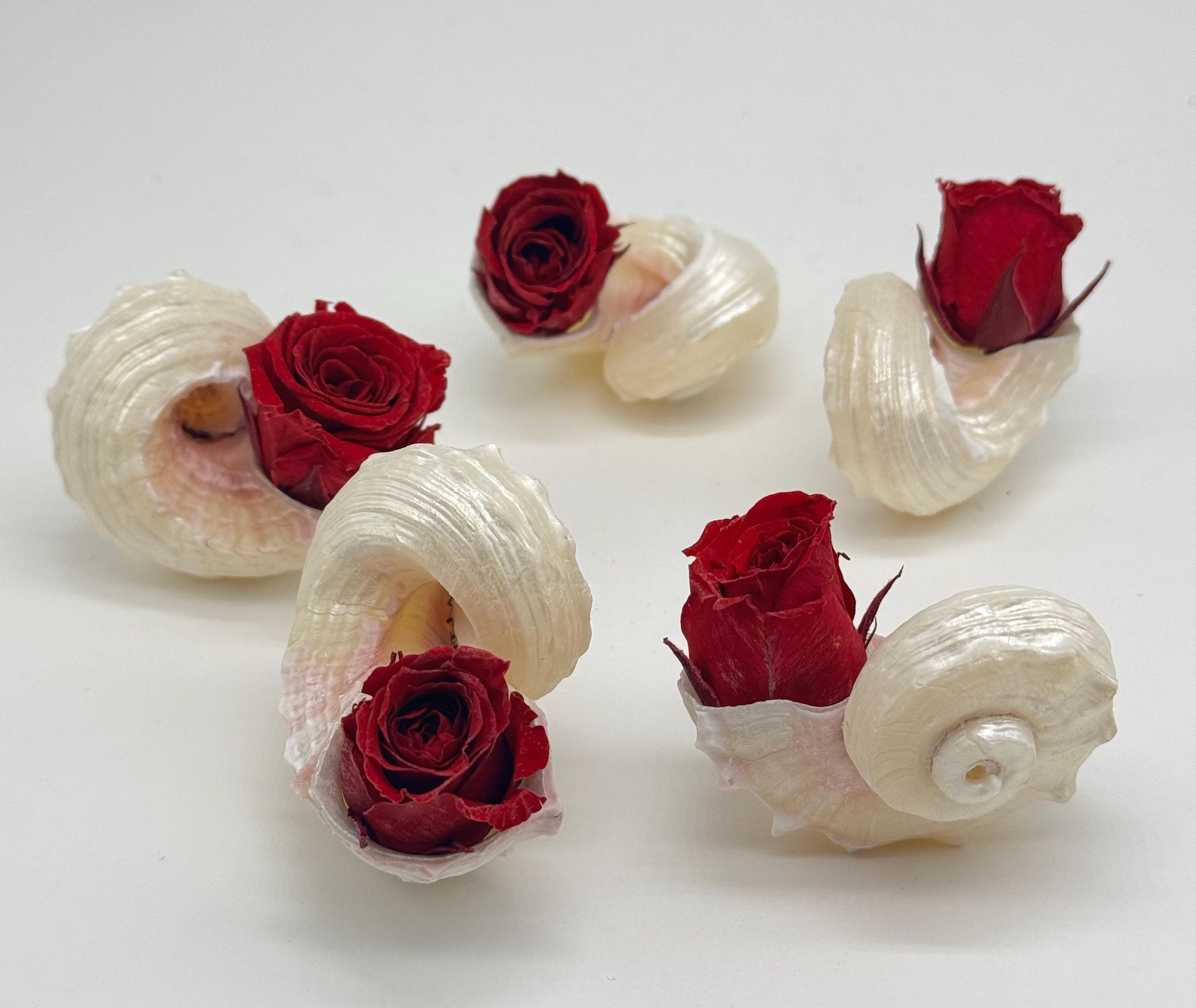 Mini Seashell Decor Set With Preserved Roses | Coastal Accent (2) - Etsy