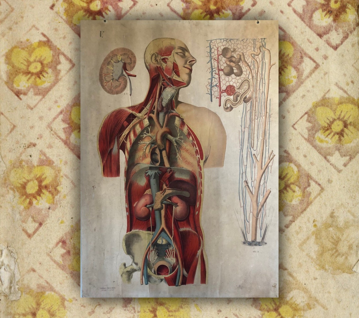 Antique Medical Chart Anatomy Chart German Red Cross Poster Dr ...