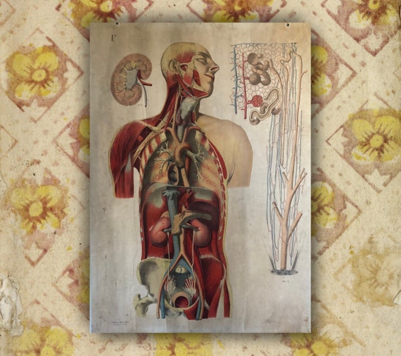 Antique Medical Chart Anatomy Chart German Red Cross Poster Dr | Etsy