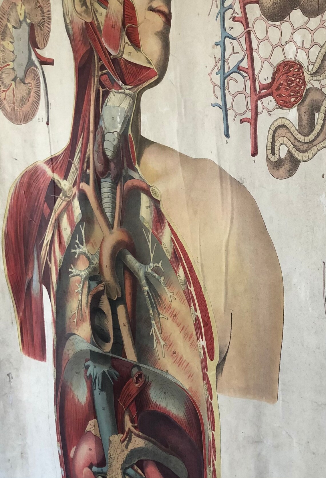 Antique Medical Chart Anatomy Chart German Red Cross Poster Dr ...