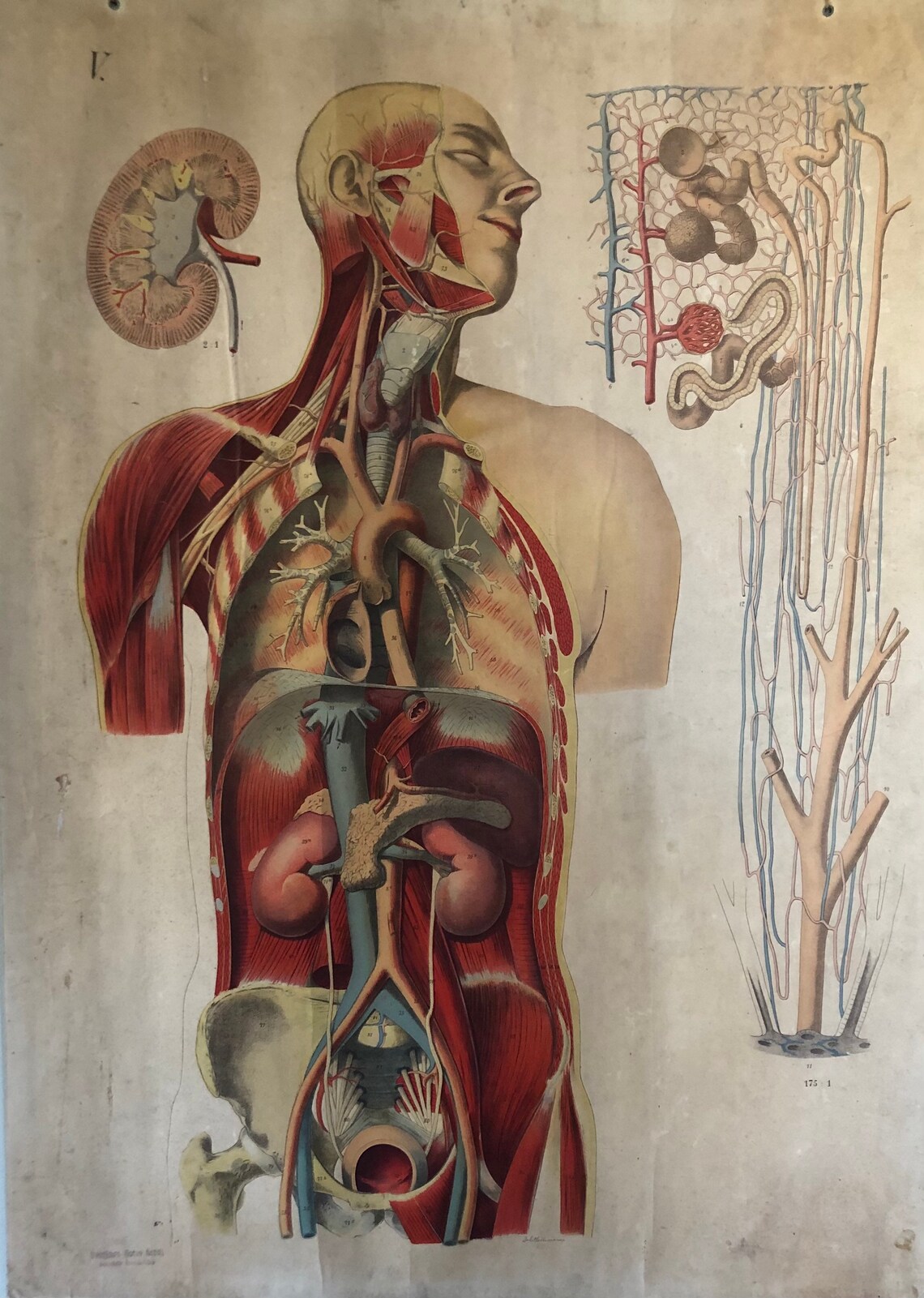 Antique Medical Chart Anatomy Chart German Red Cross Poster Dr ...