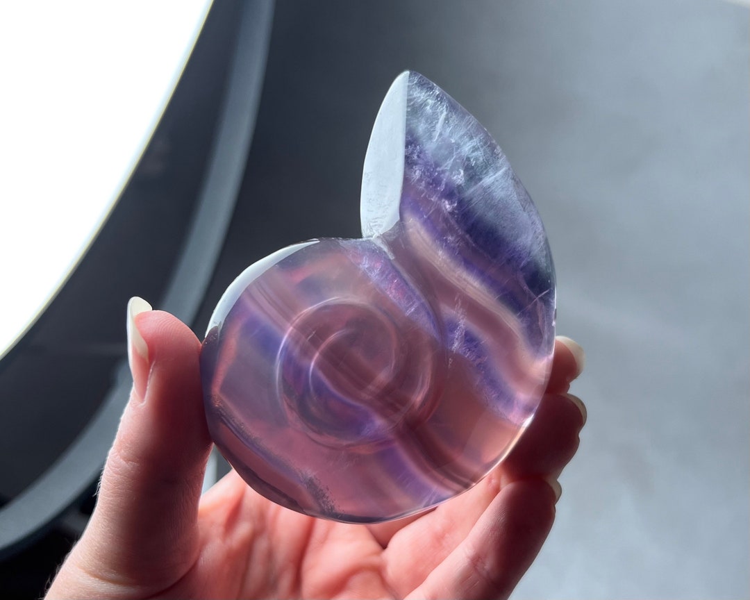 Yttrium Fluorite Ammonite Carving | Pink Fluorite Crystal Shell - Etsy