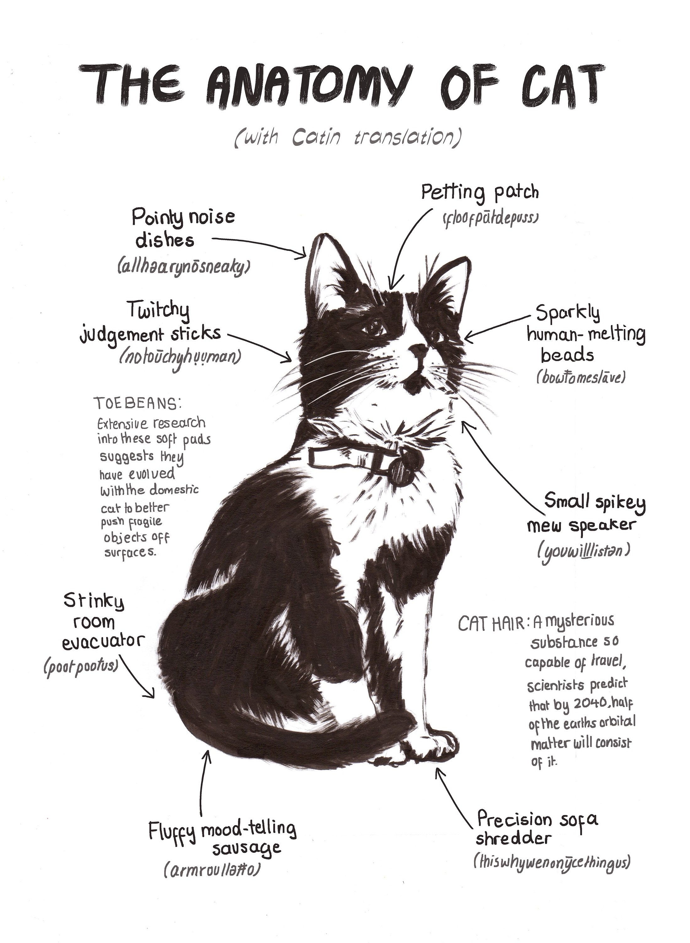 Anatomy of Cat A5 Print - Etsy
