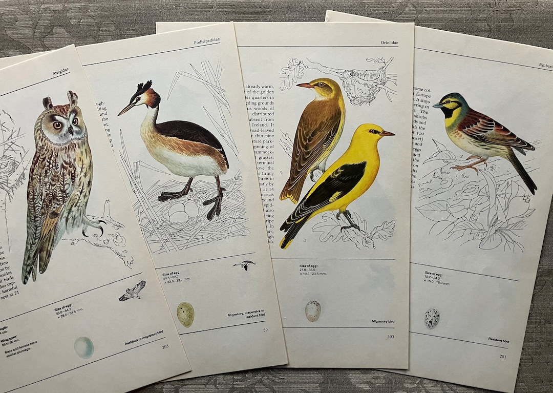 Vintage Bird Book Page Bundle 50 Pages - Etsy