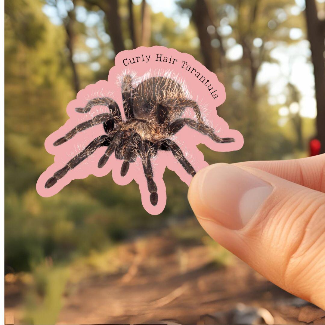 Curly Hair Tarantula, Spider Sticker, Educational Sticker, Wildlife ...