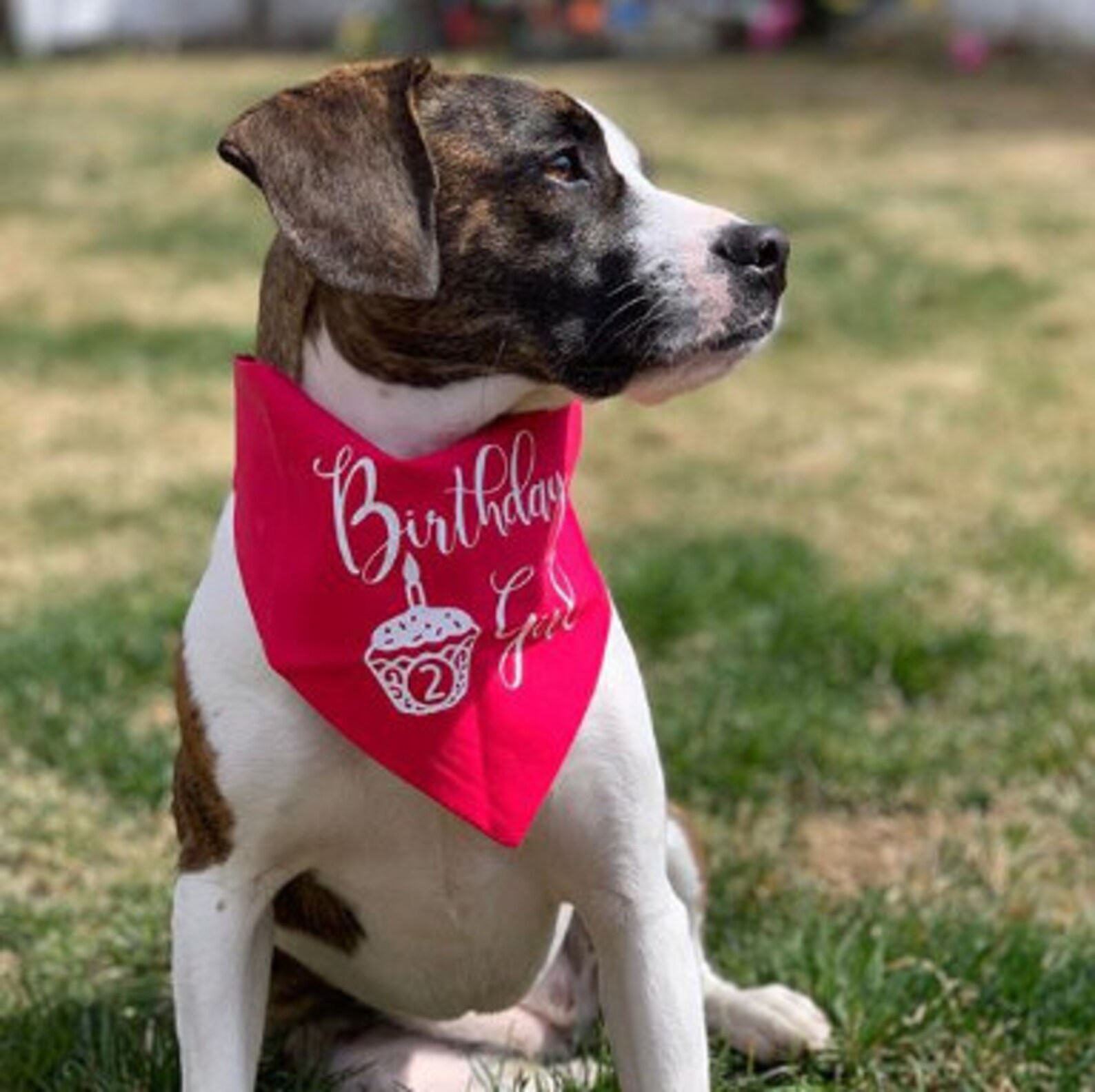 Birthday Girl Dog Bandana Puppy Birthday Bandana Dog Bday | Etsy