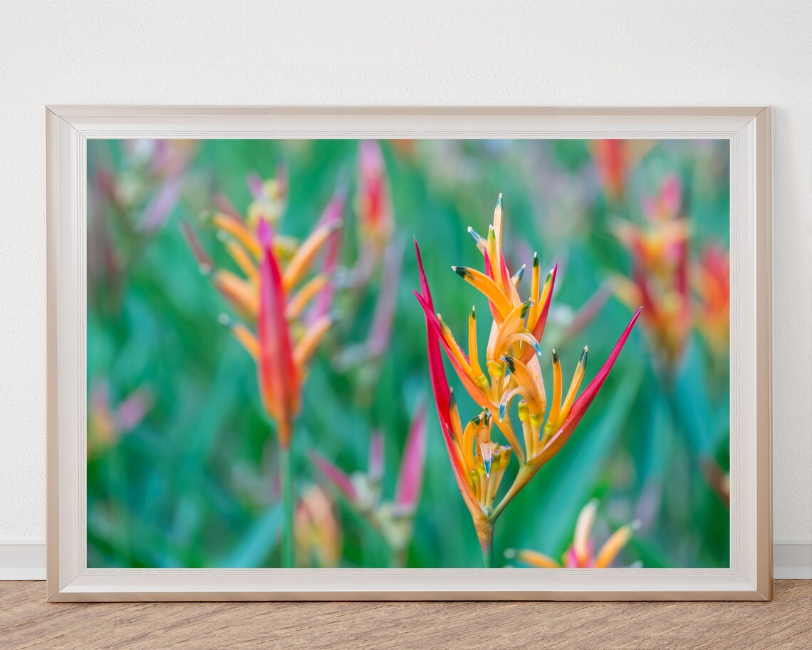 Tropical Flower Tropical Flower Photo Tropical Print - Etsy