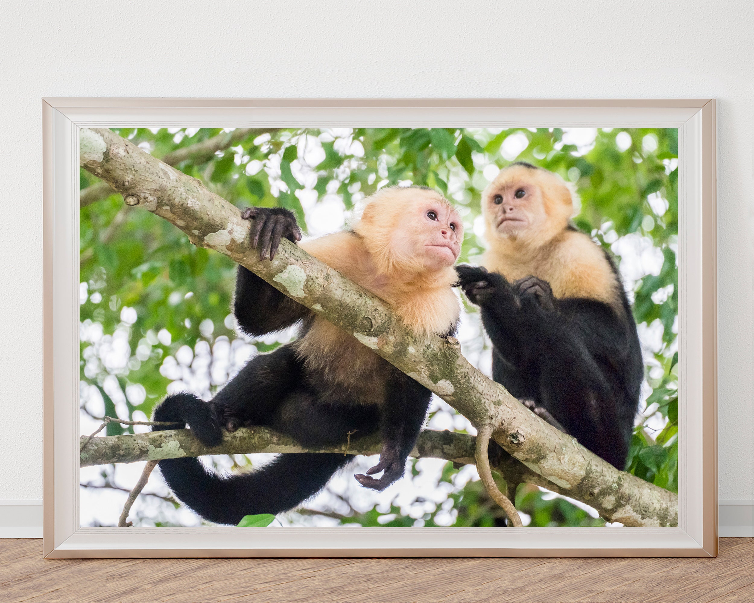Monkey Photography, Monkey Photo Print, Monkey Wall Art Print ...