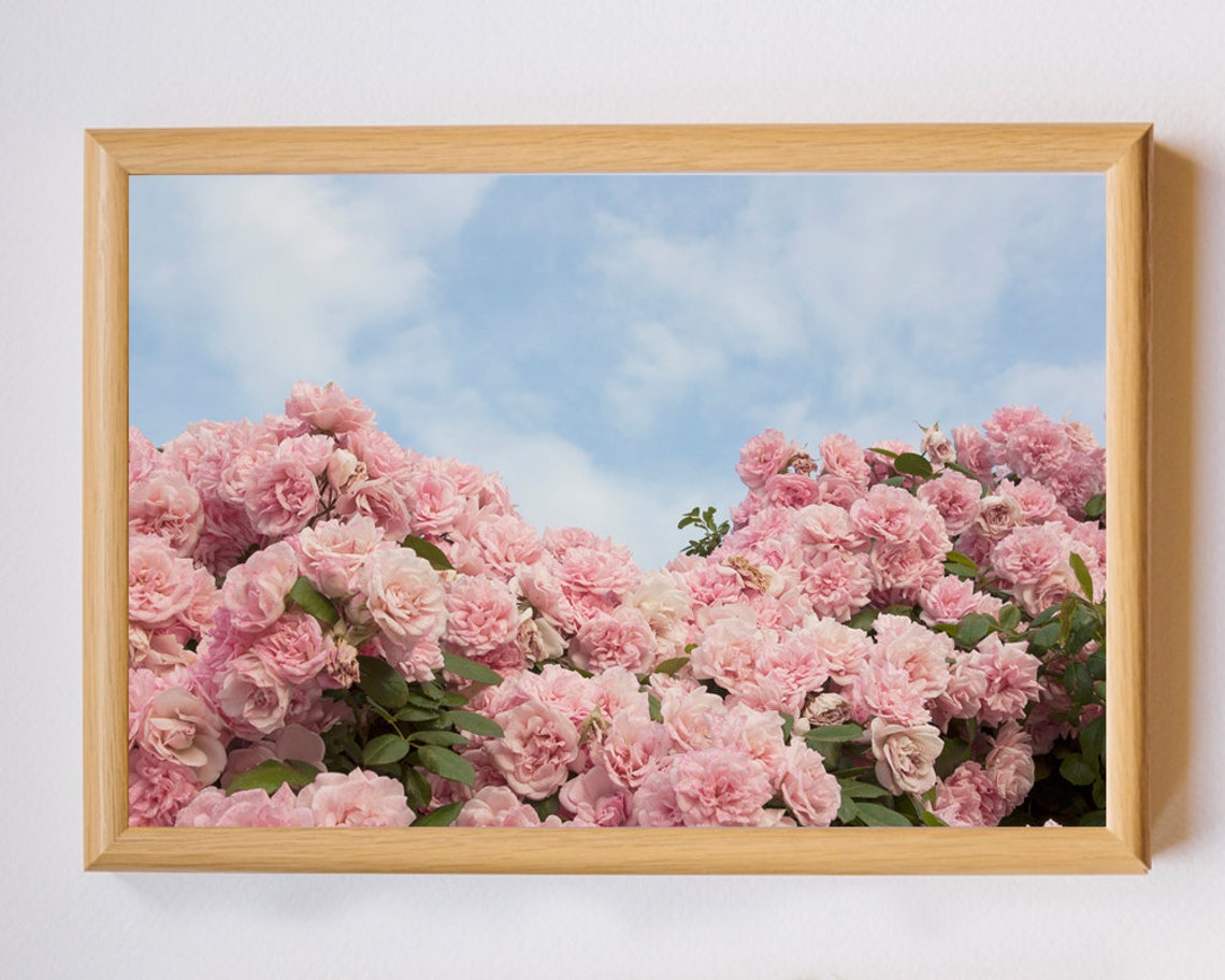 Set of 2, Roses Print, Flower Print, Floral Art, Pink Roses Photo ...