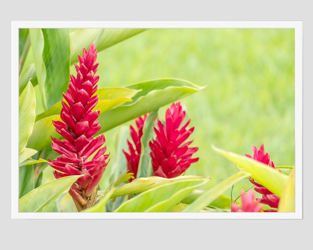 Red Flower Print, Set of 2, Tropical Flower, Flower Wall Art, Flower ...