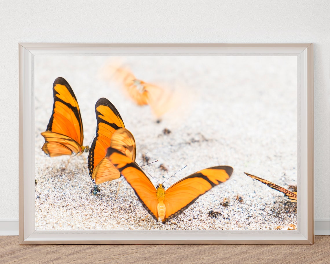 Butterflies Prints, Butterflies Photo, Orange Butterflies, Insect ...