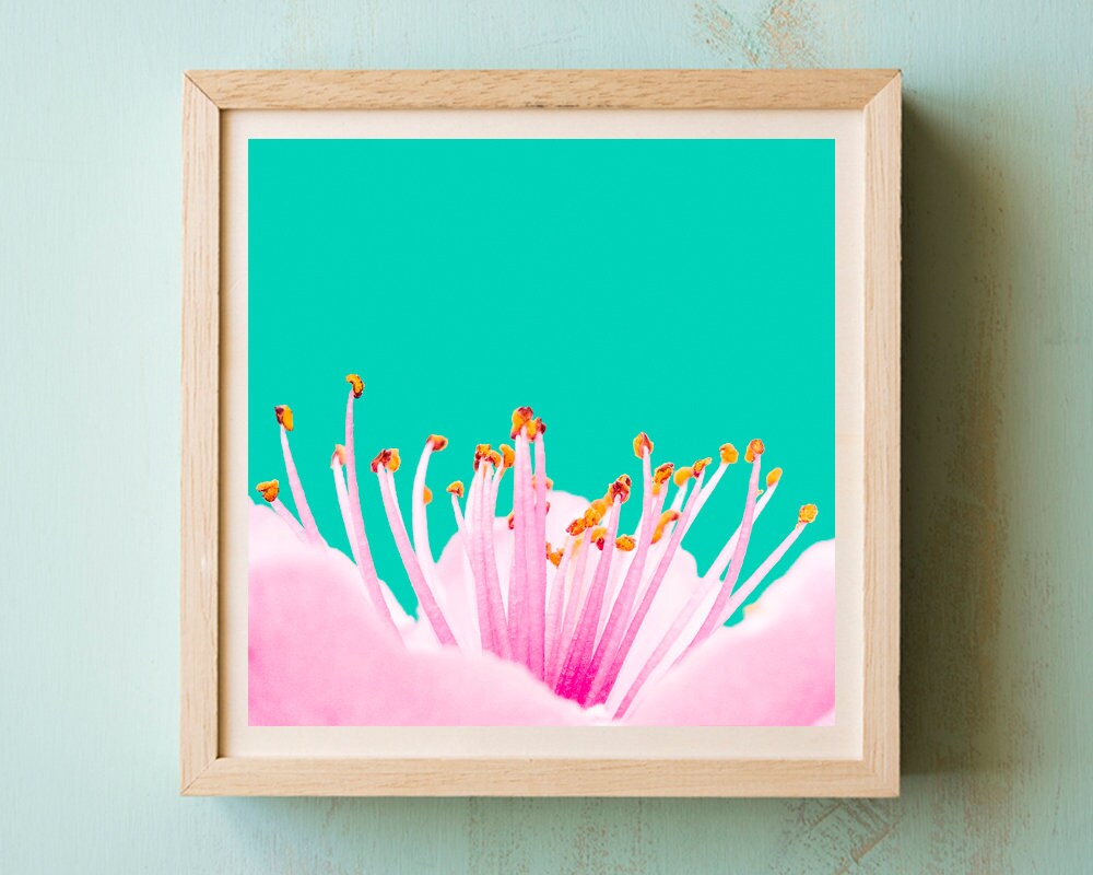 Set of 2 Flower Photography Pink Flowers Print Flower - Etsy