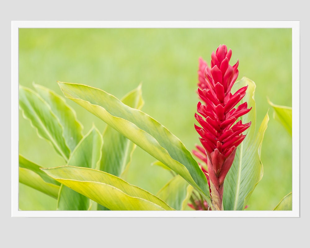 Red Flower Print, Set of 2, Tropical Flower, Flower Wall Art, Flower ...