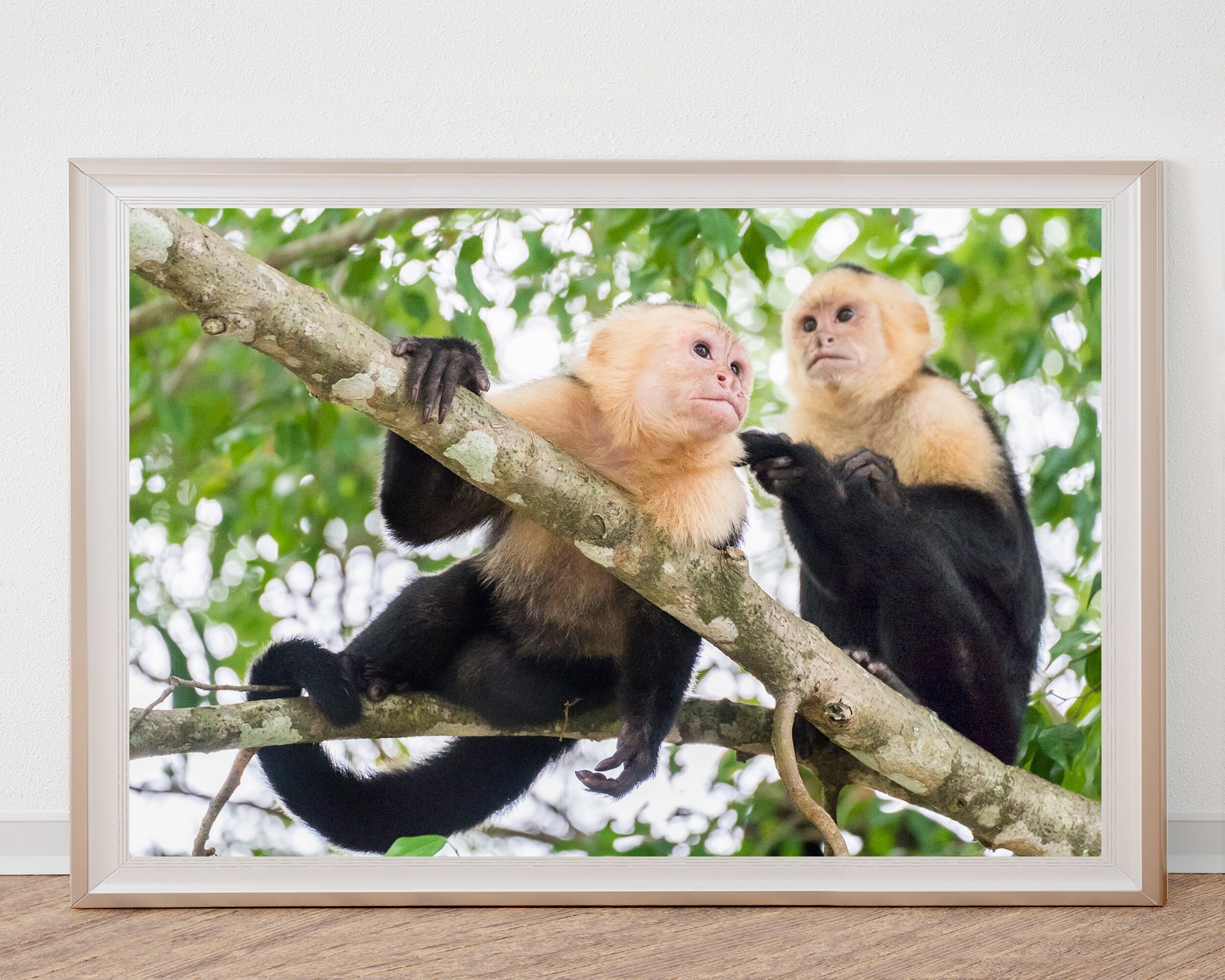 Monkey Photography, Monkey Photo Print, Monkey Wall Art Print ...