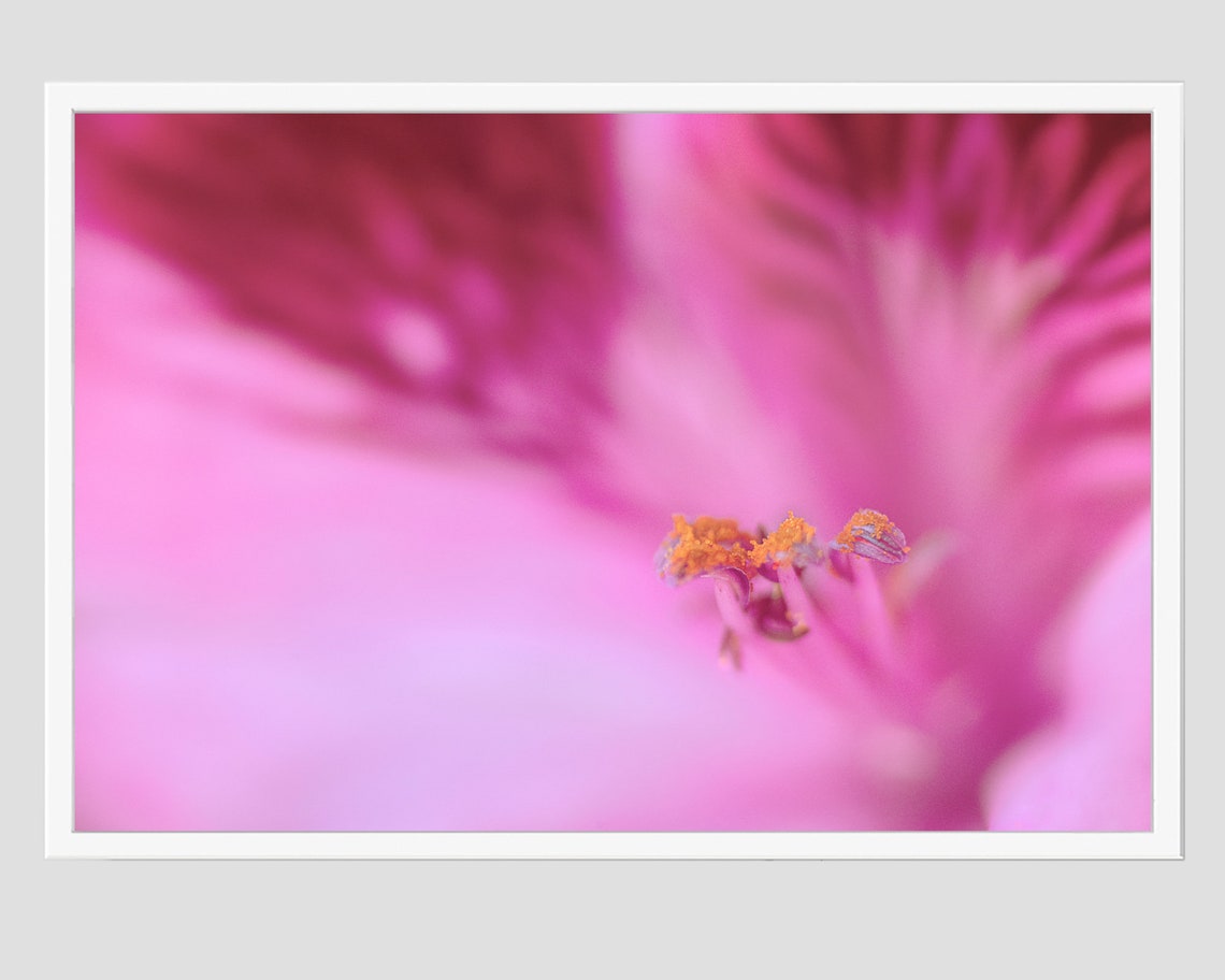 Flower Photography Flower Print Flower Photo Tropical Plant - Etsy